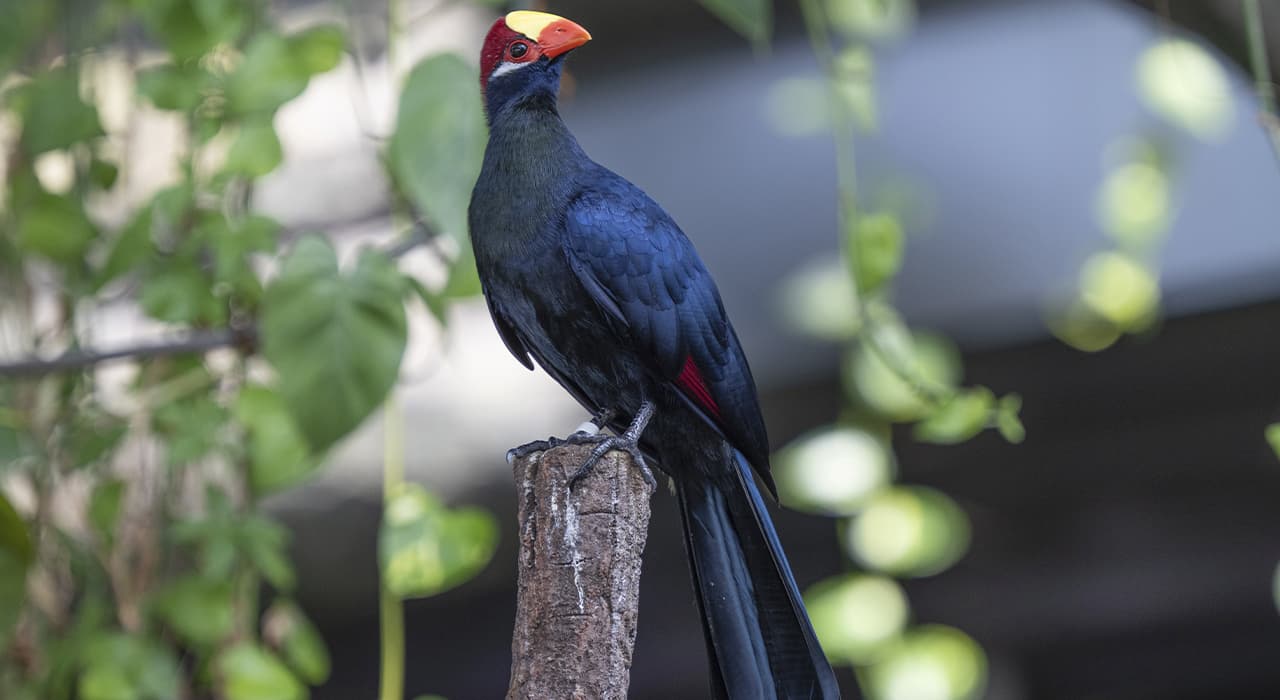 Red-tailed Turco - Prof As-Behavior of Ani