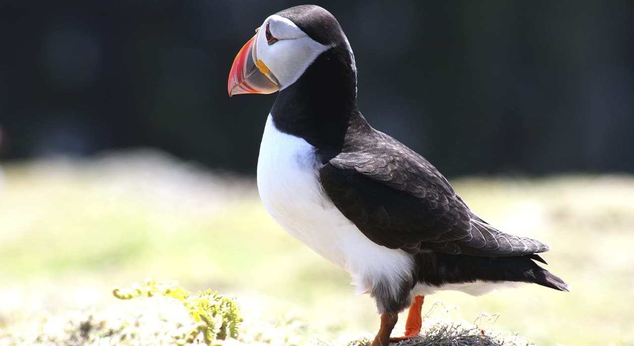 Axe Bird - Prof As-Behavior of Ani