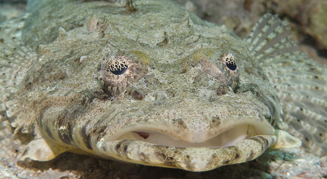 The crocodile fish: friend or foe? - Prof As-Behavior of Ani