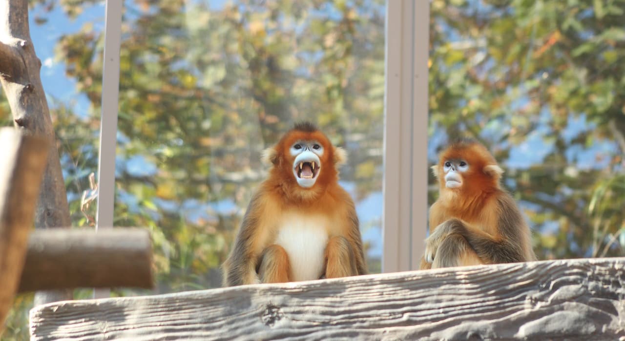 Black rhinopithecines - primates with human lips - Prof As-Behavior of Ani