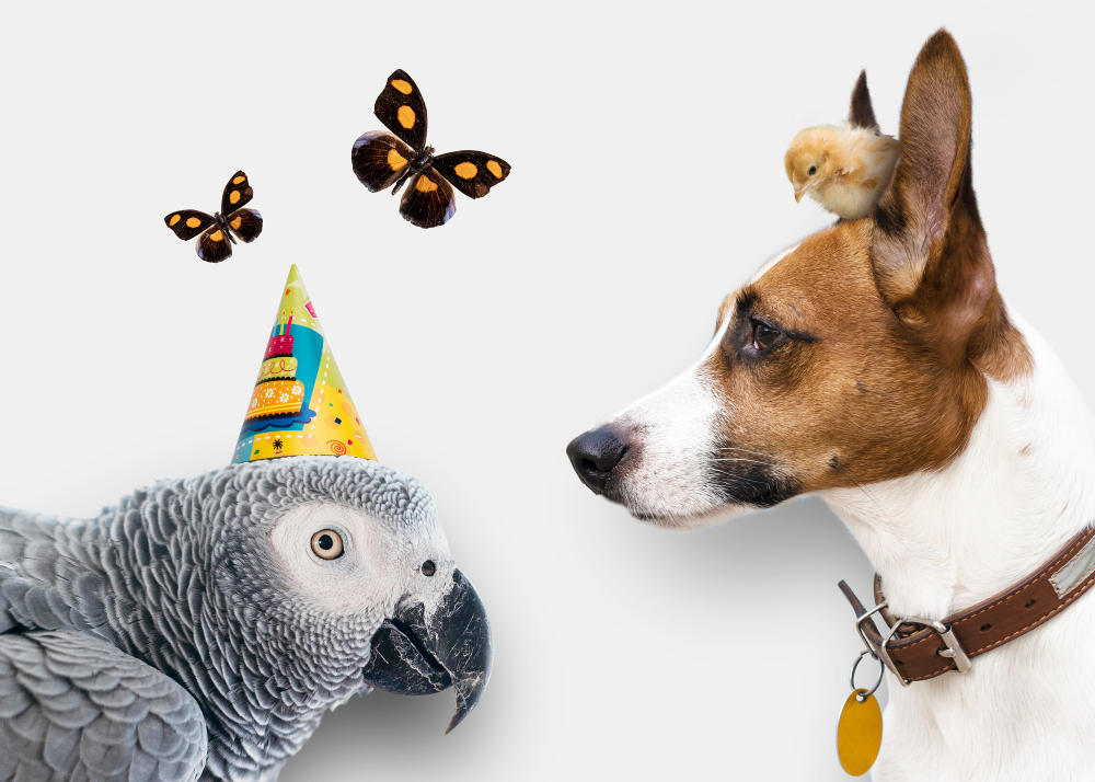 Animal-Themed Birthday Party Ideas - Prof As-Behavior of Ani